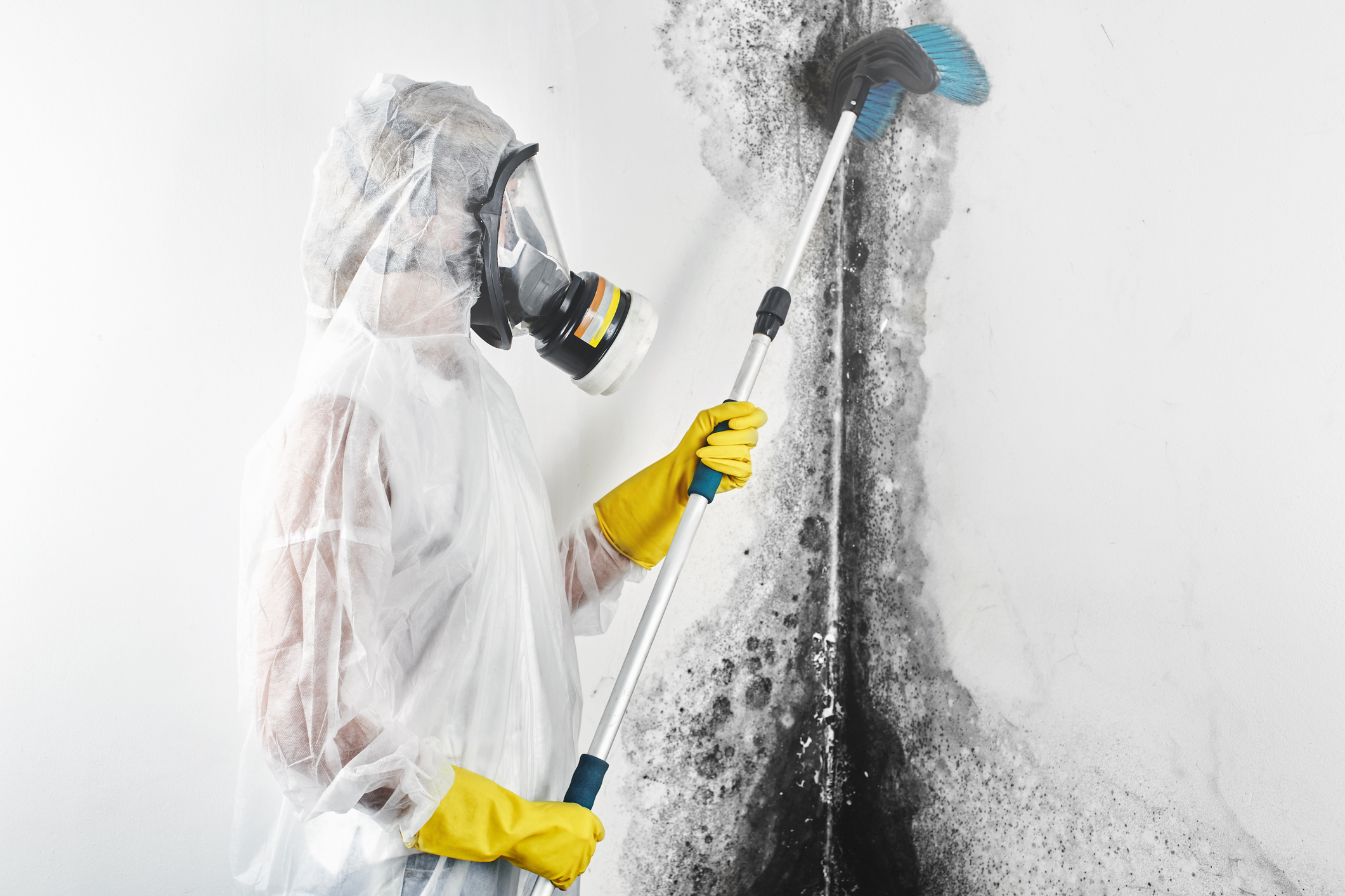 Mold Removal - All Pro Water Damage & Mold Removal Experts
